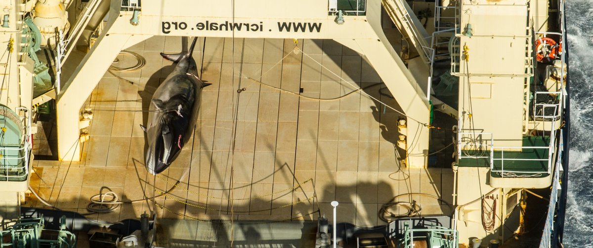Urgent - Stop Whaling, Contact Australia’s PM here | Stop Whaling